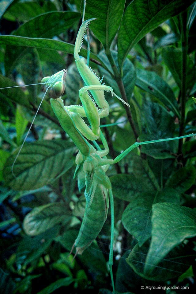 Praying Mantis Wings