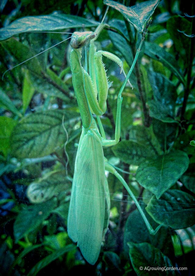 Praying Mantis Wings
