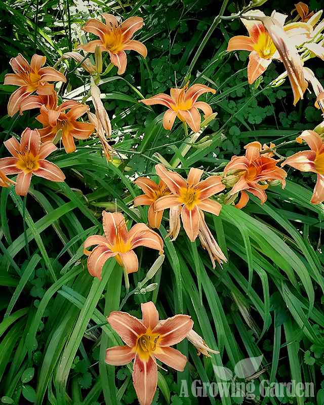 Old Fashioned Daylilies (Hemerocallis Fulva)