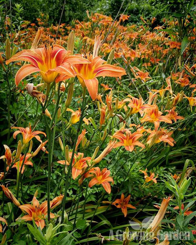 Old Fashioned Daylilies (Hemerocallis Fulva)