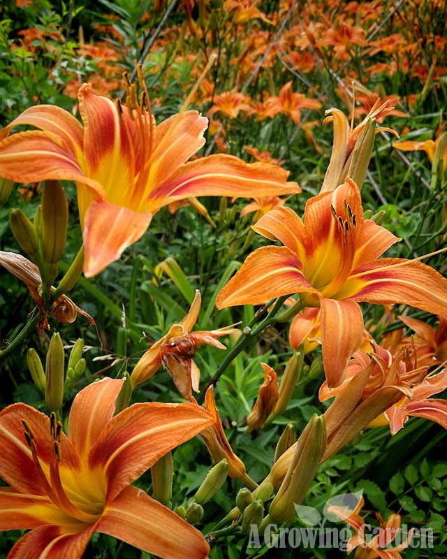 Old Fashioned Daylilies (Hemerocallis Fulva)