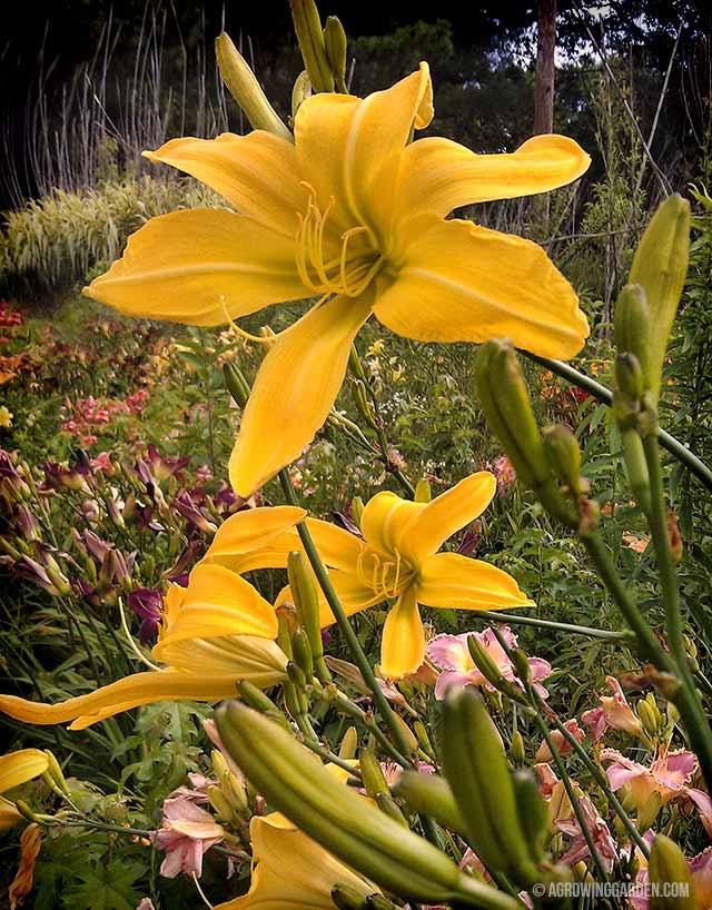 Spider Breeder Daylily