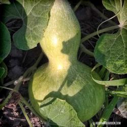 Lemon Summer Squash